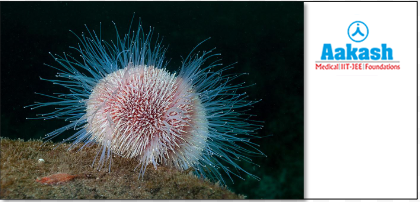 Phylum Echinodermata: Characteristics, Classification & Examples | AESL